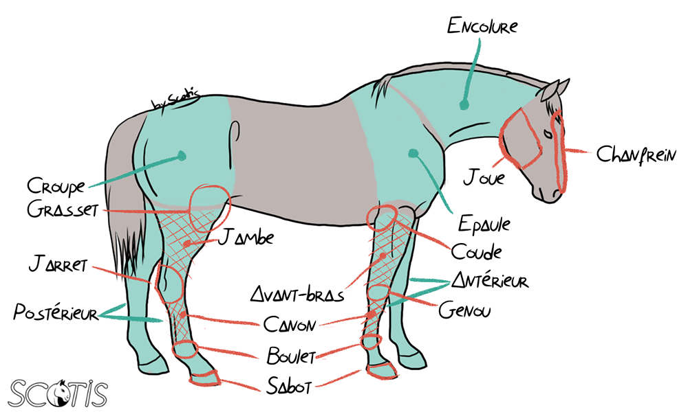 Comment dessiner facilement un cheval (avec une anatomie correcte ...